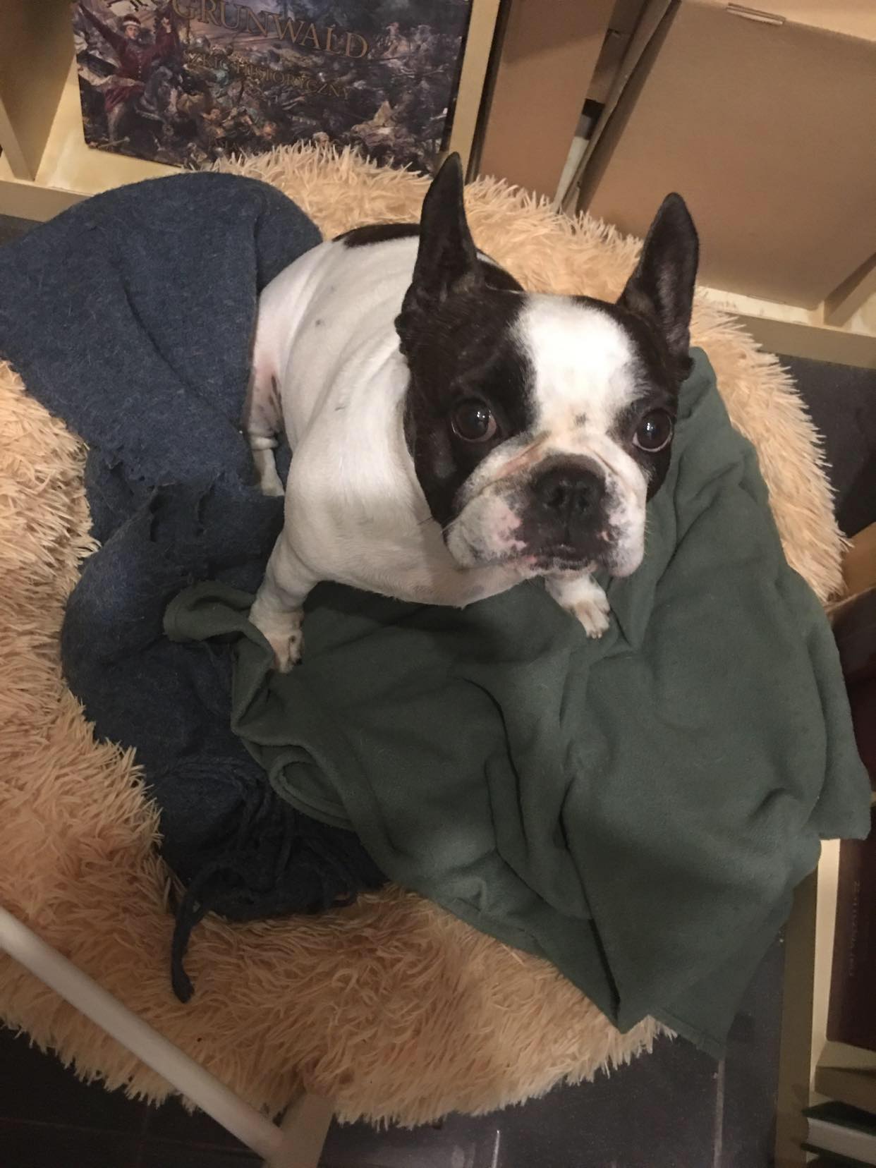 Chata Wuja Freda - Page 8 of 112 - komiks online webkomiksChata Wuja ...